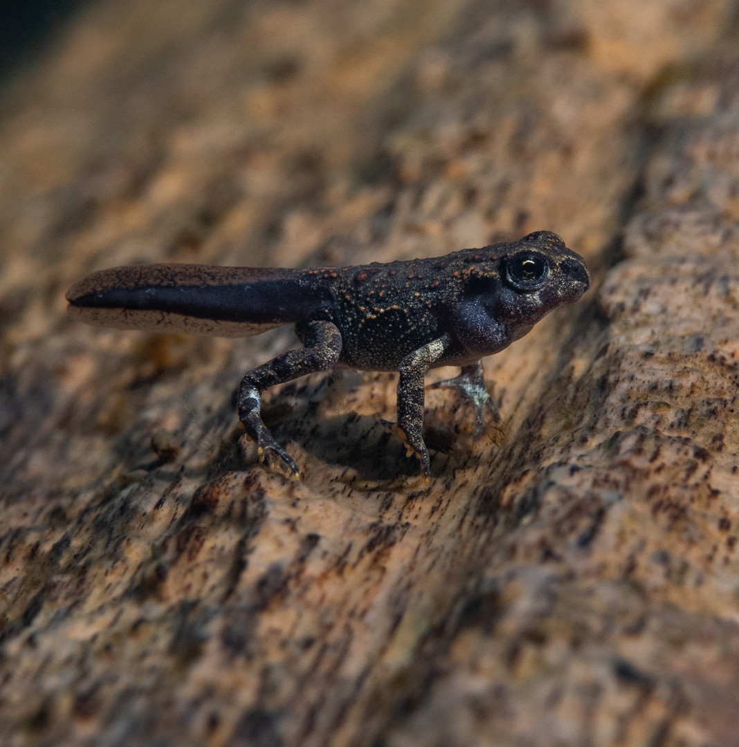 Short Film: TADPOLES: THE BIG LITTLE MIGRATIONN, 8min., Canada ...
