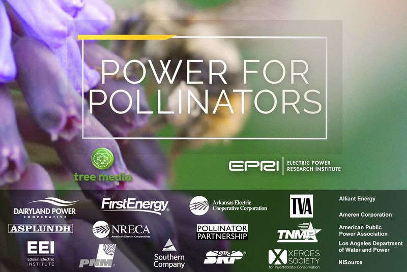 Short Film: POWER FOR POLLINATORS, 19min., USA, Documentary ...